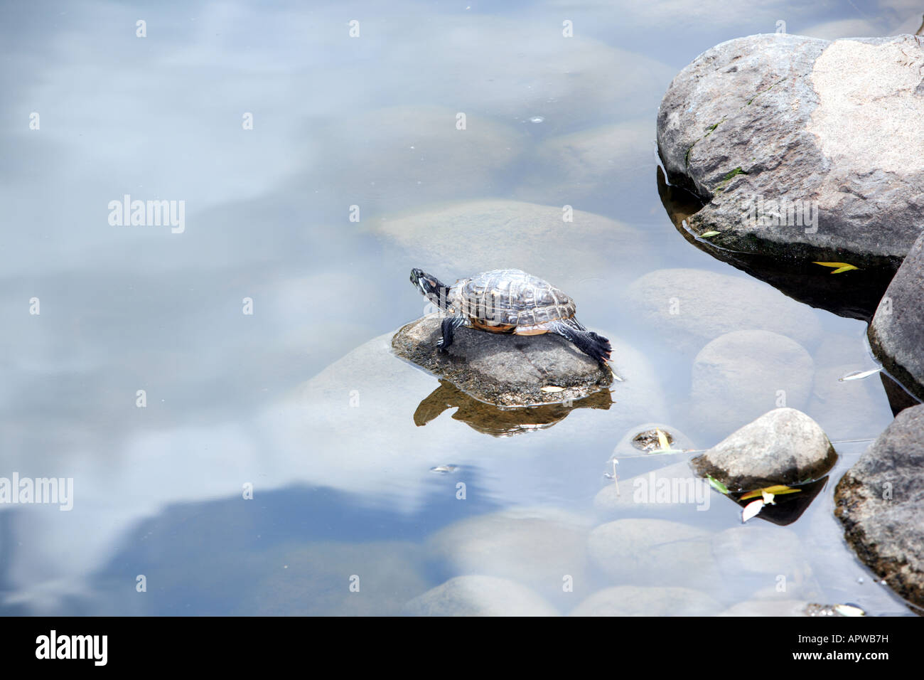 Turtle on a rock in a pond in Nakajima Park Sapporo Japan Stock Photo ...