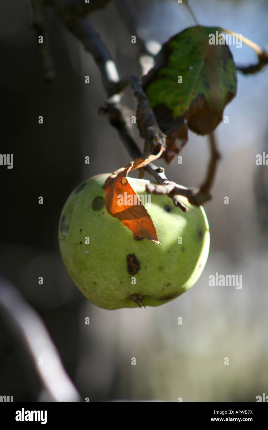 Green apple with spots hanging from a limb of an apple tree with a ...