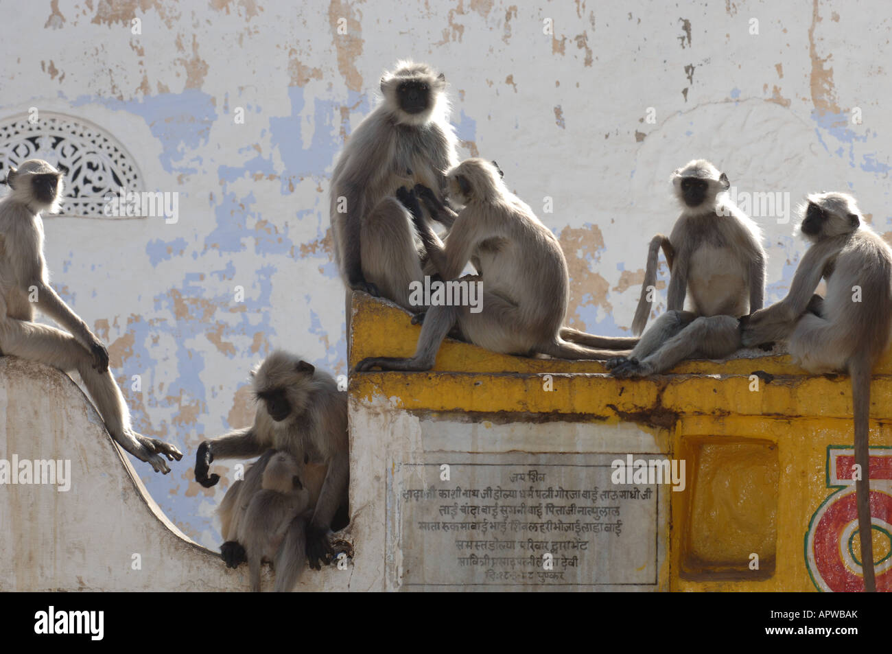 monkeys in India Stock Photo - Alamy