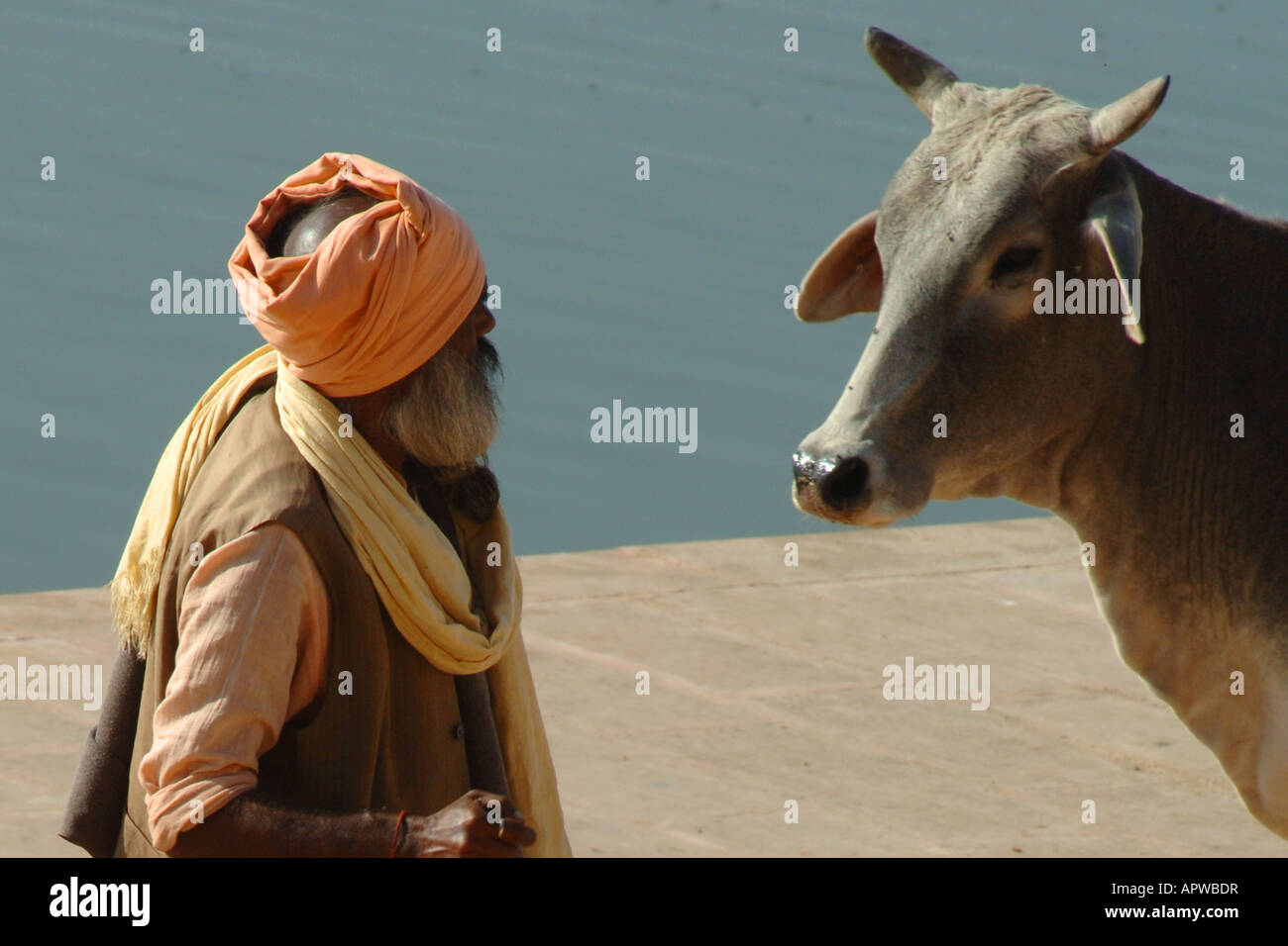holy man with holy cow in India Stock Photo - Alamy