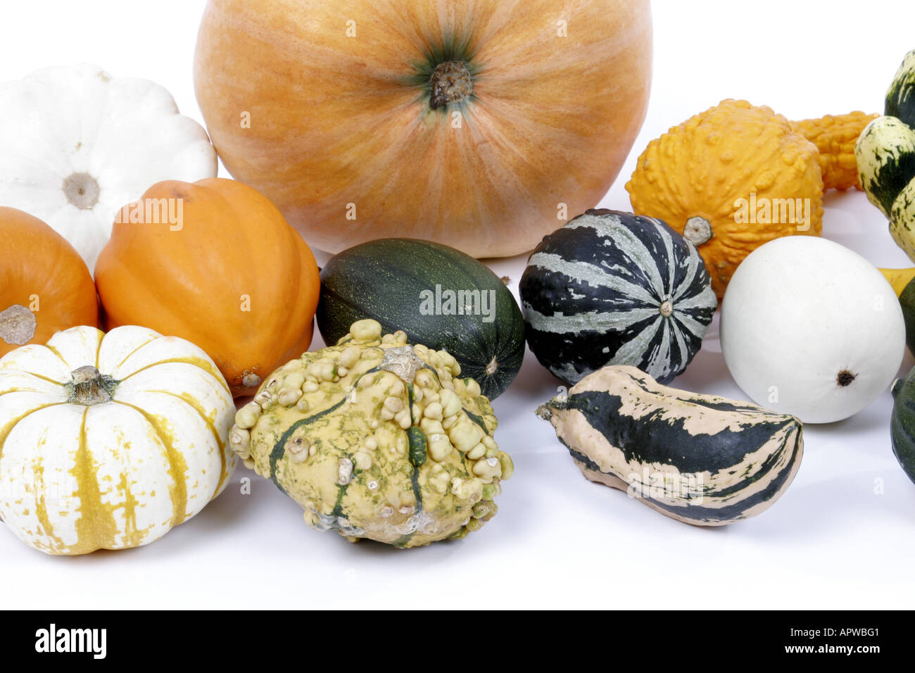 marrow, field pumpkin, ornamental pumpkin (Cucurbita pepo 'Gele Reuzen ...