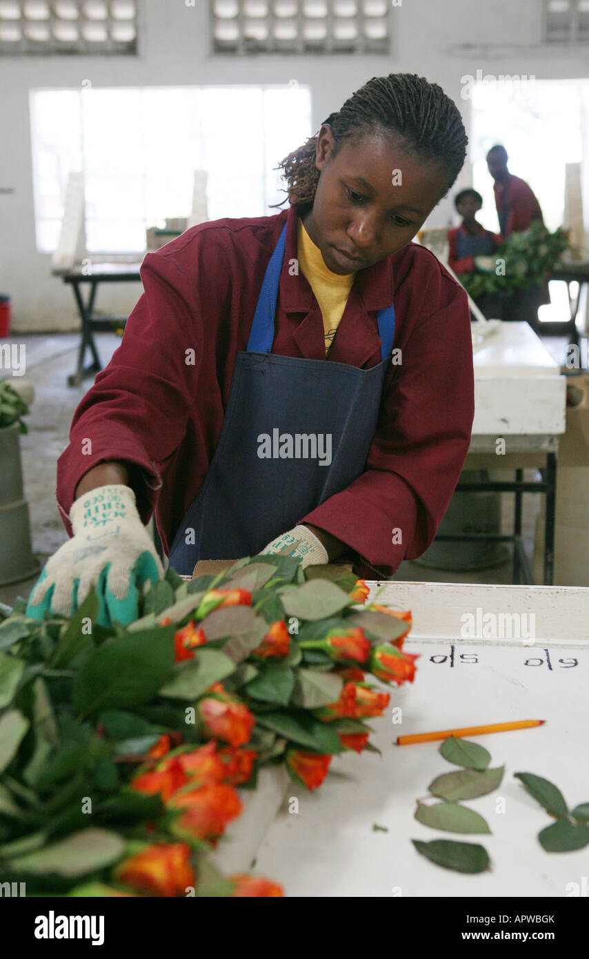 Kenyan woman packing roses for export, Naivasha, Kenya, Africa Stock ...