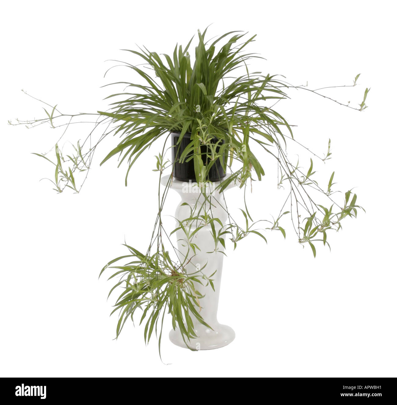 spider plant (Chlorophytum comosum), potted plant on plant column Stock ...