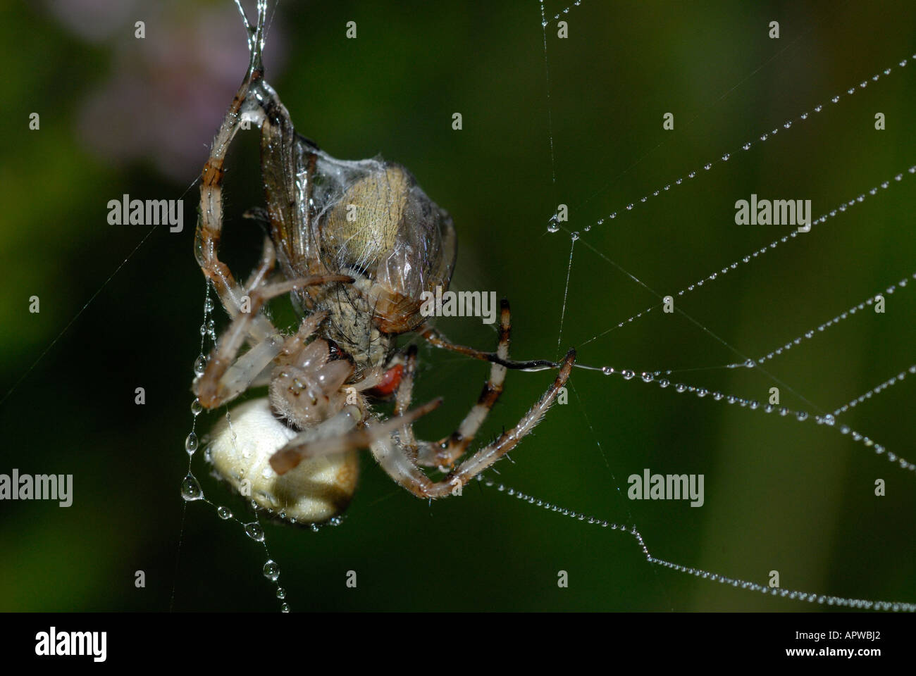 Fly caught by spider Stock Photo - Alamy