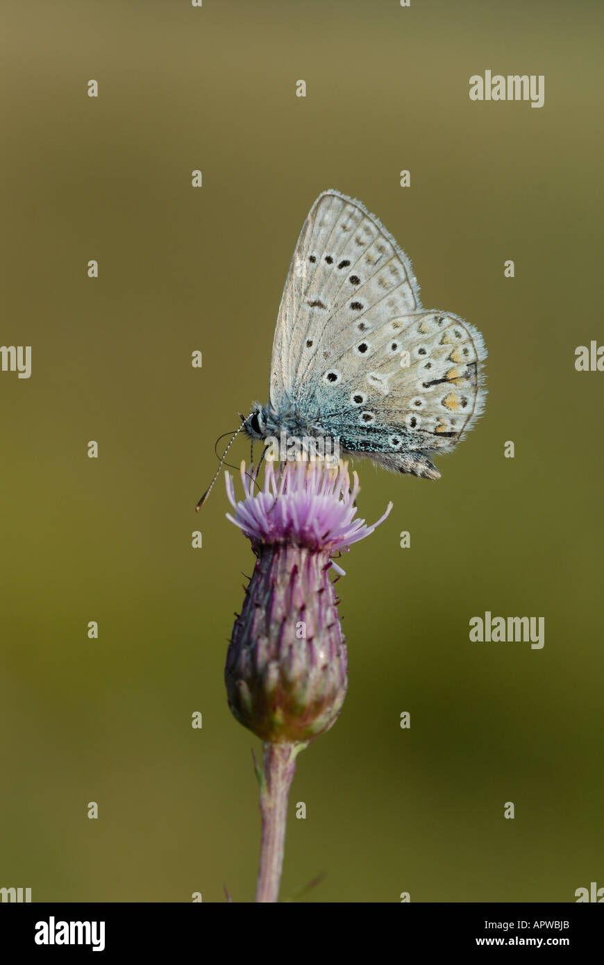 Common blue (Polyommatus icarus Stock Photo - Alamy