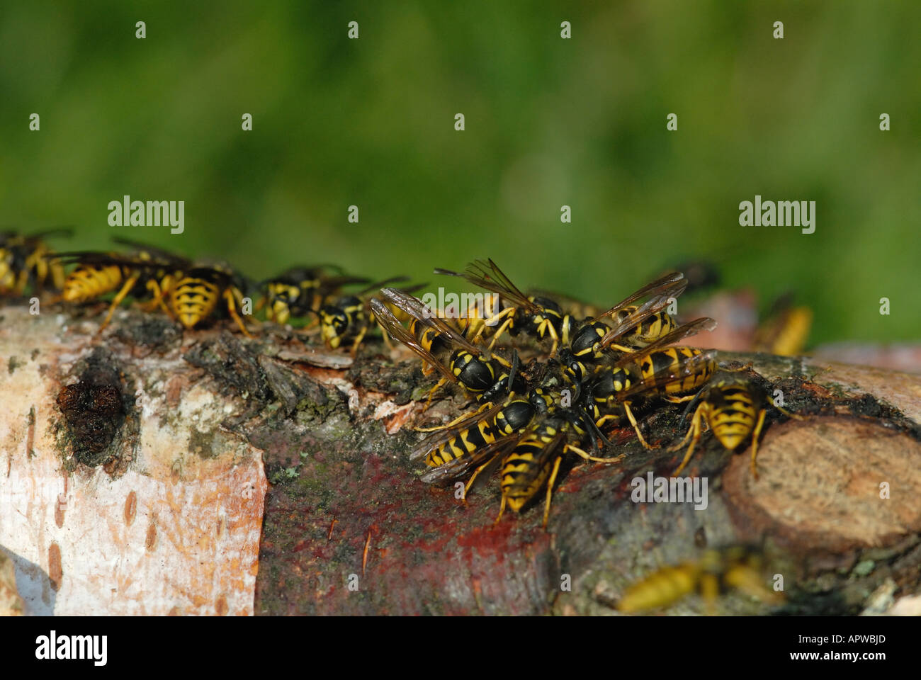 Vespa wasps hi-res stock photography and images - Alamy