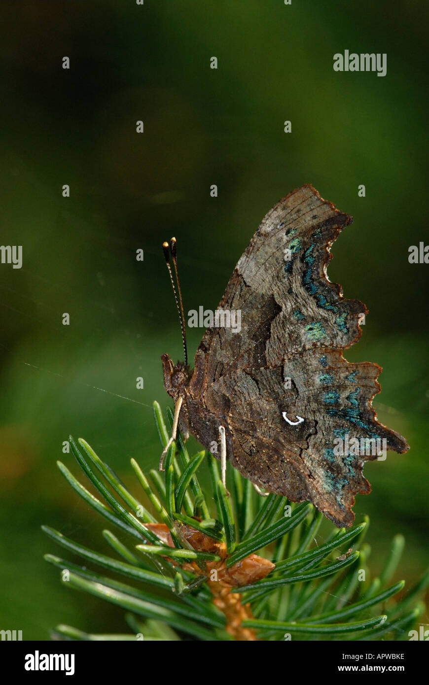 Comma patterns hi-res stock photography and images - Alamy