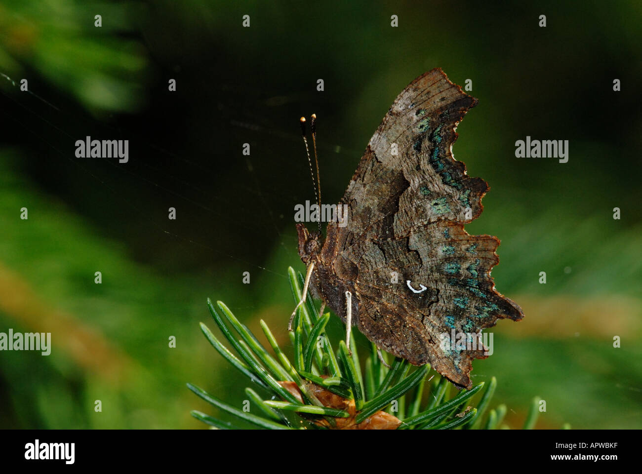 Comma patterns hi-res stock photography and images - Alamy