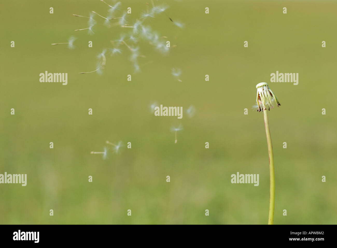 Wind carried seeds hi-res stock photography and images - Alamy