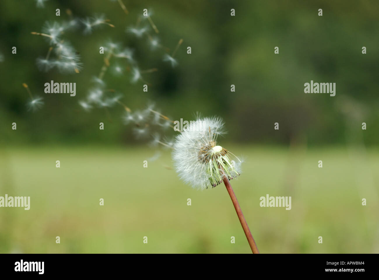 Wind carried seeds hi-res stock photography and images - Alamy