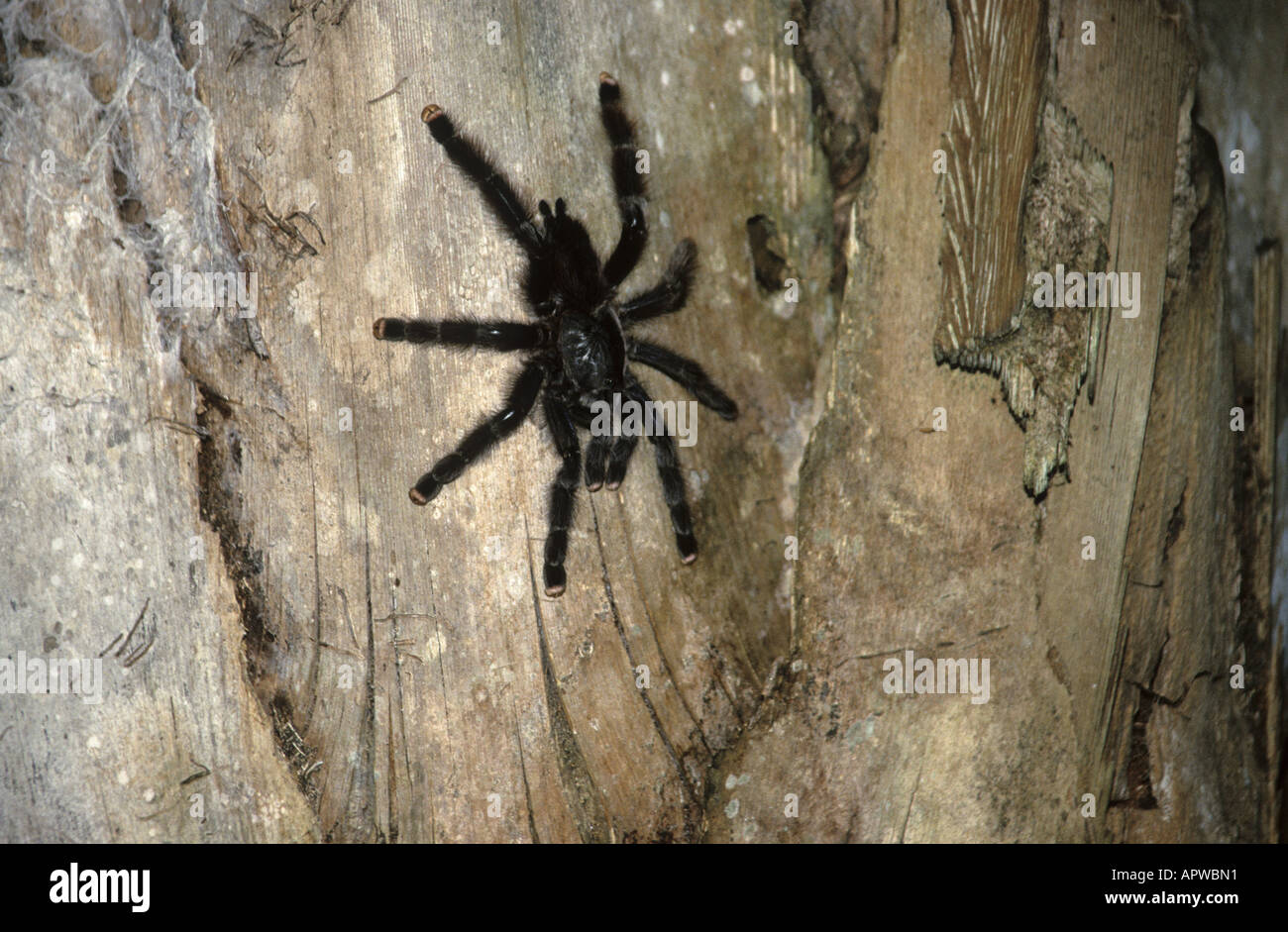 A tarantula on a tree in the Peruvian jungle Stock Photo - Alamy