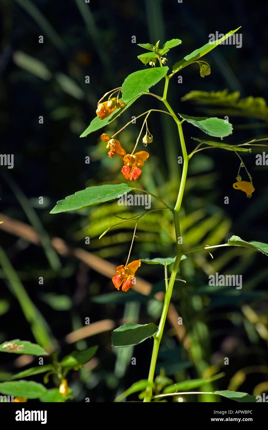 Jewelweed aka Spotted Touch Me Not Stock Photo - Alamy