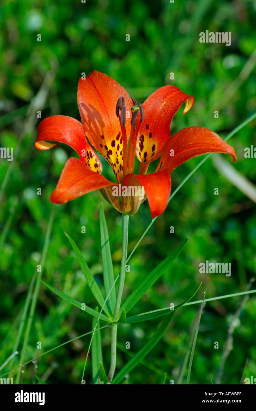 Prairie Lily aka Wood Lily Stock Photo - Alamy