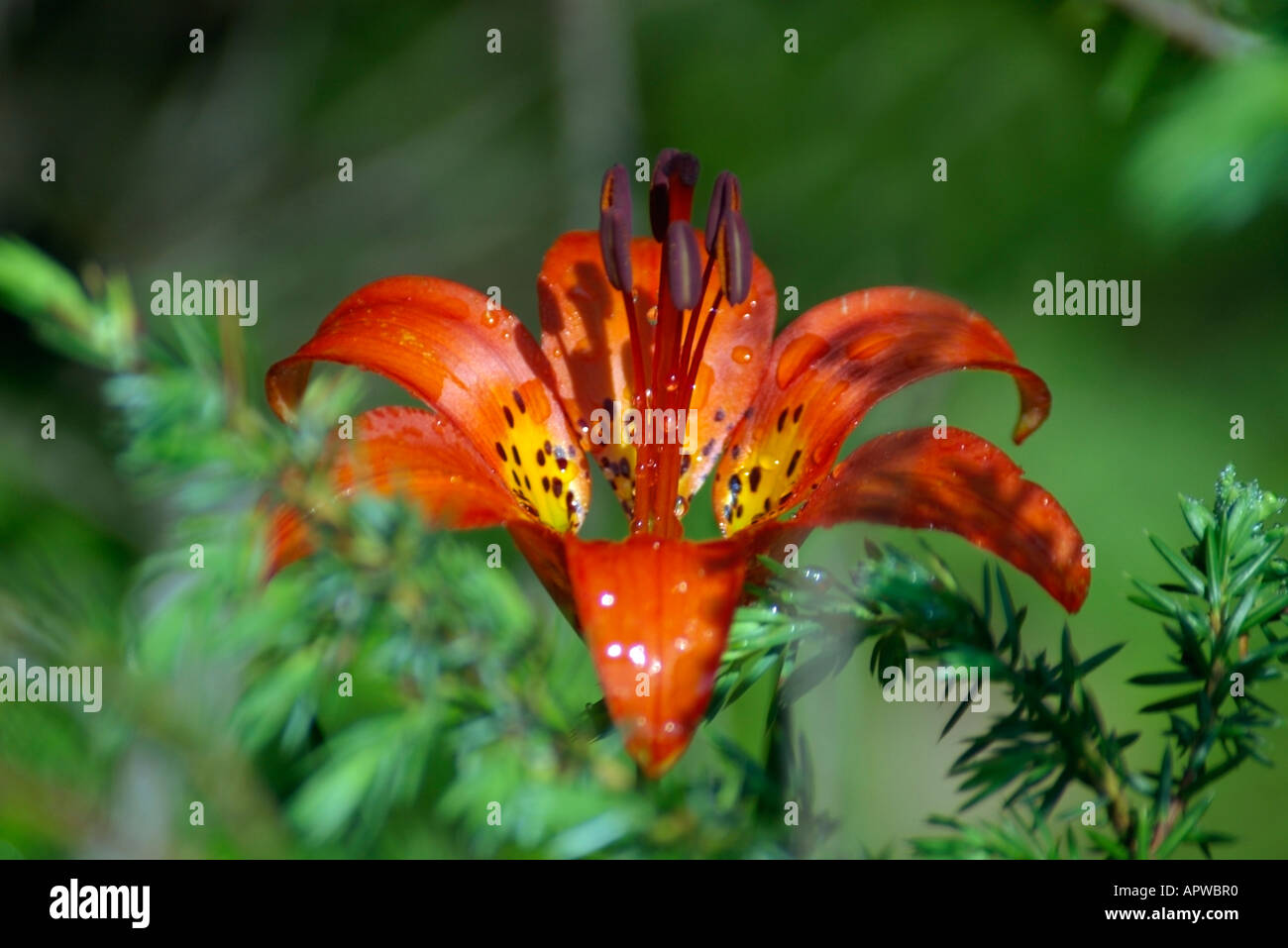 Wood lily lilium philadelphicum hi-res stock photography and images - Alamy
