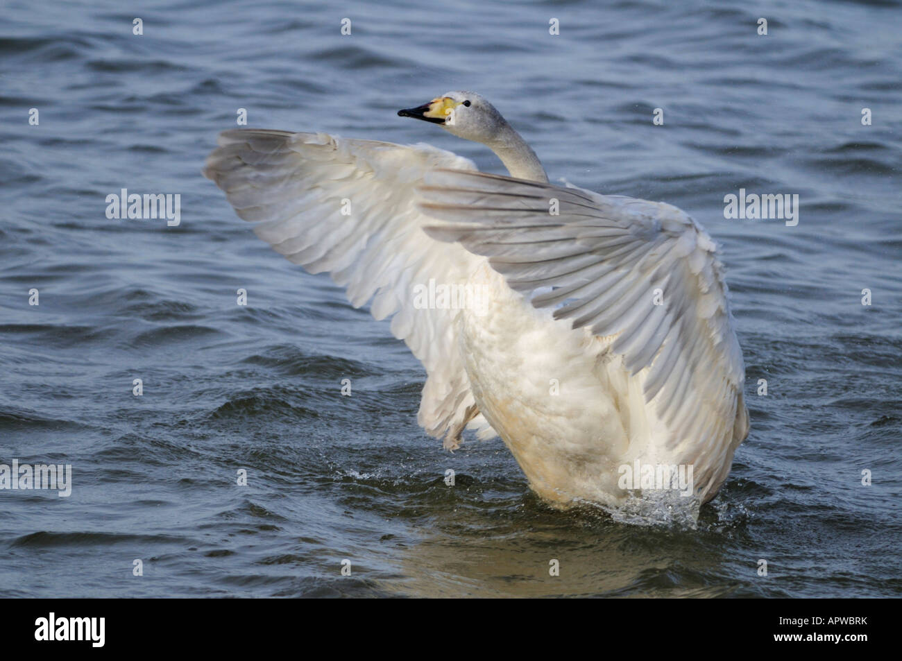 Juvenile whooper swan flapping its wings Welney WWT reserve Norfolk ...