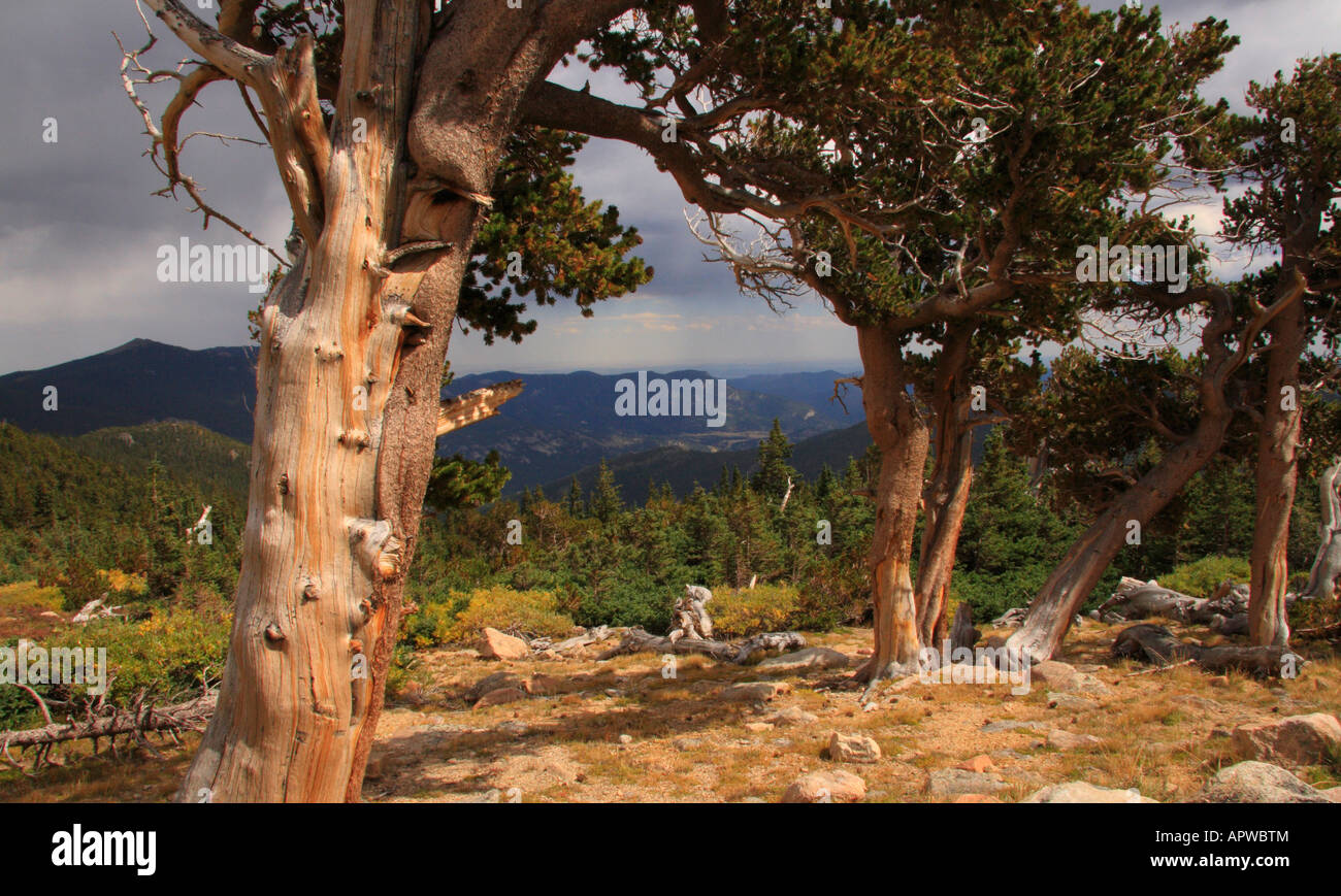Bristlecone Pine Trees, Mount Goliath Natural Area, Mount Evans, Denver ...
