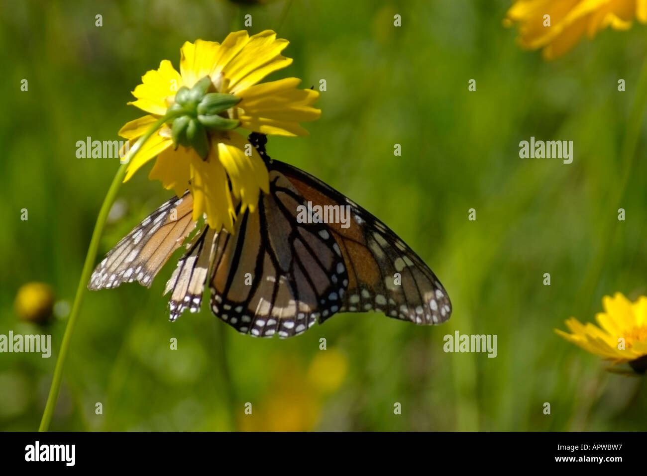 Monarch Butterfly injured wing on Coreopsis Stock Photo - Alamy