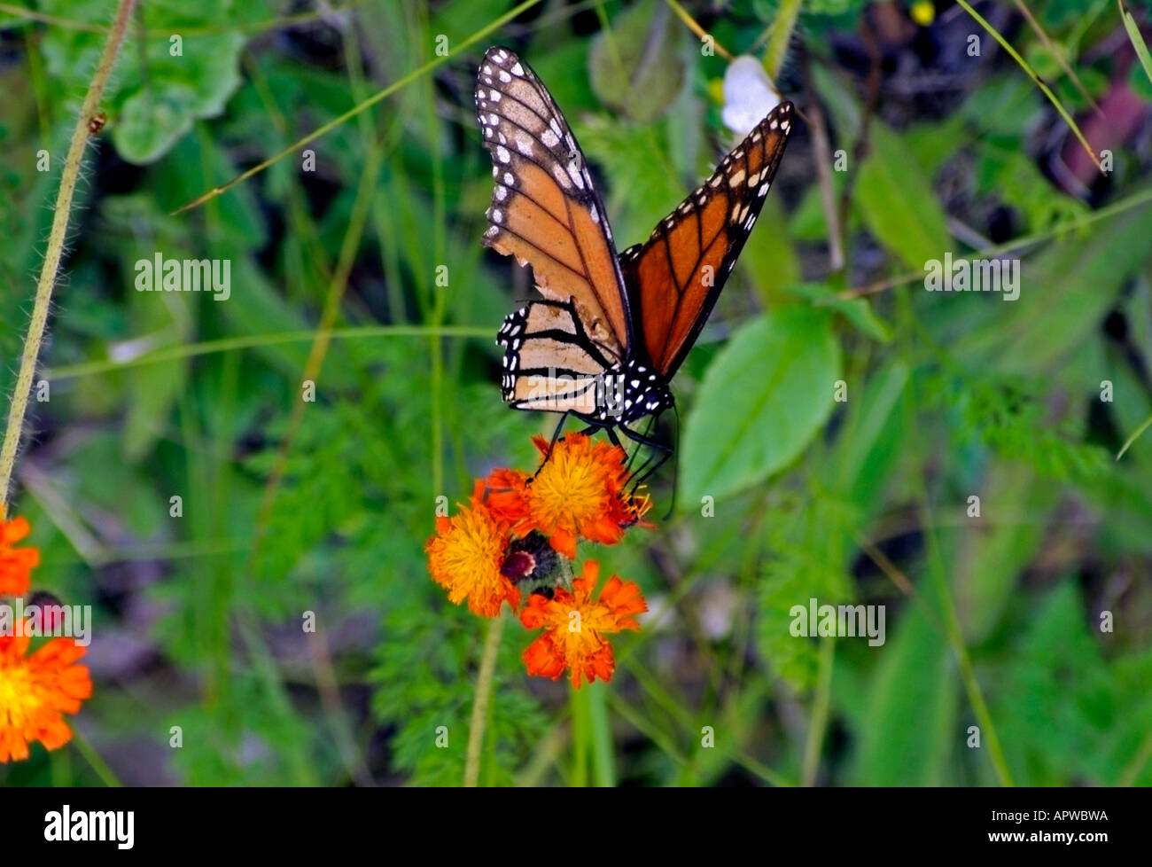 Monarch Butterfly injured wing on Orange Hawkweed Stock Photo - Alamy