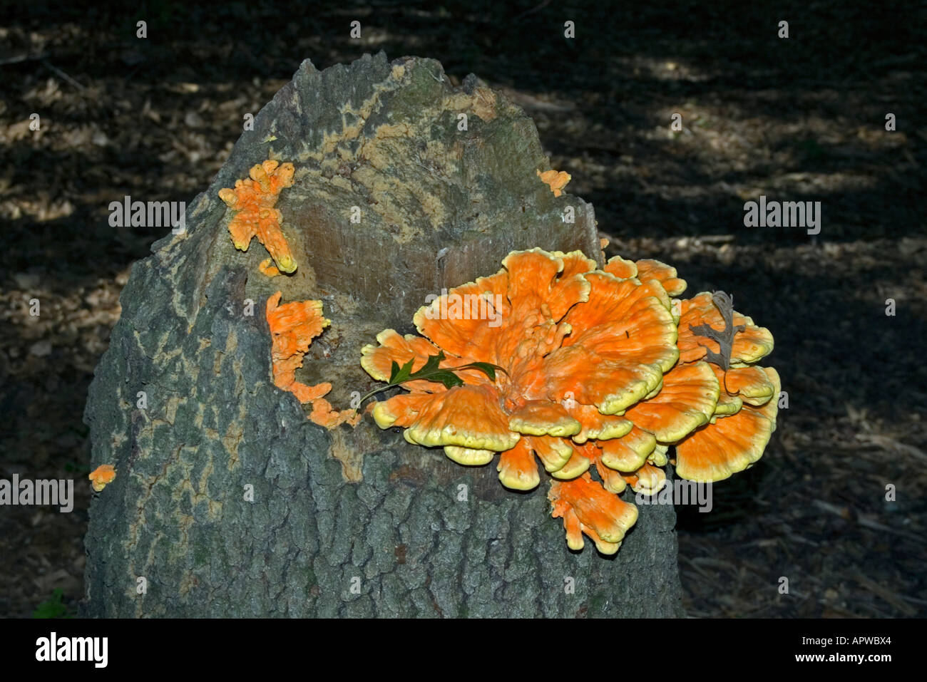 Sulfur shelf hi-res stock photography and images - Alamy