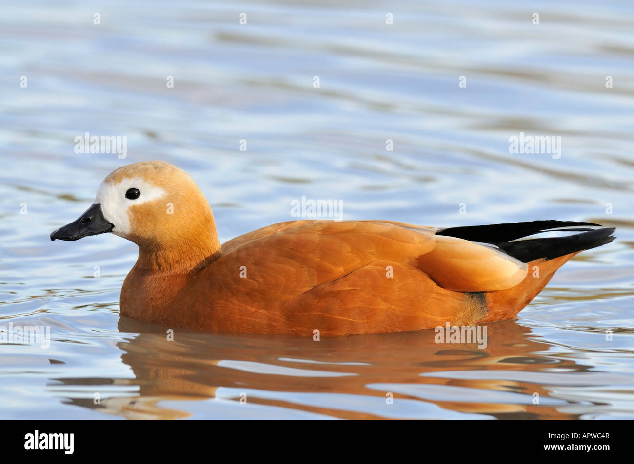 Ruddy duck uk female hi-res stock photography and images - Alamy