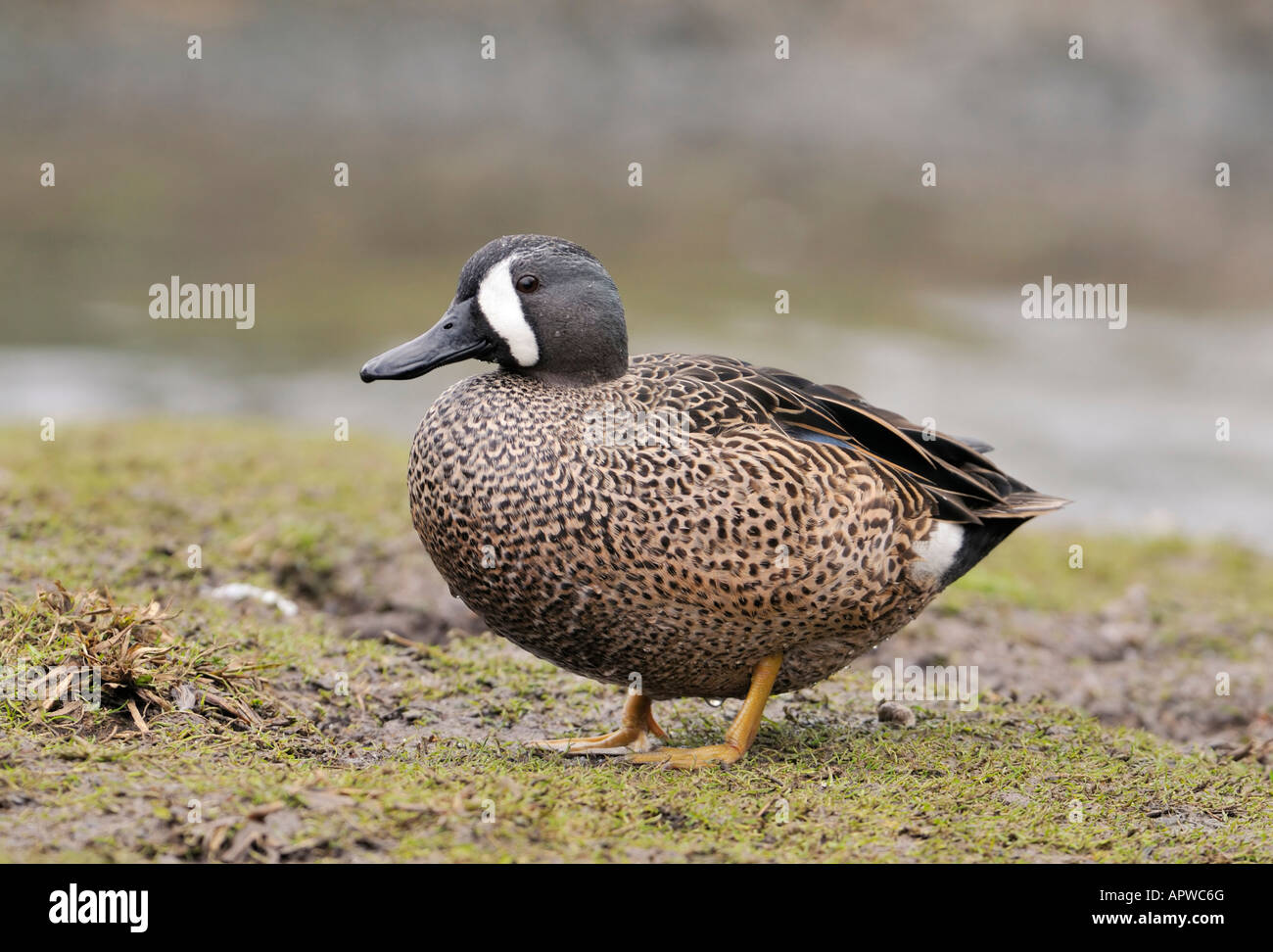 Blue winged Teal Anas discors Male Stock Photo - Alamy