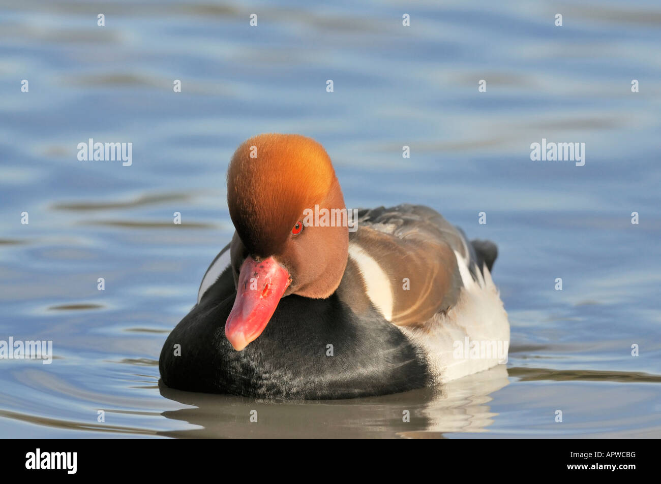 Red Crested Pochard Netta rufina Male Stock Photo - Alamy