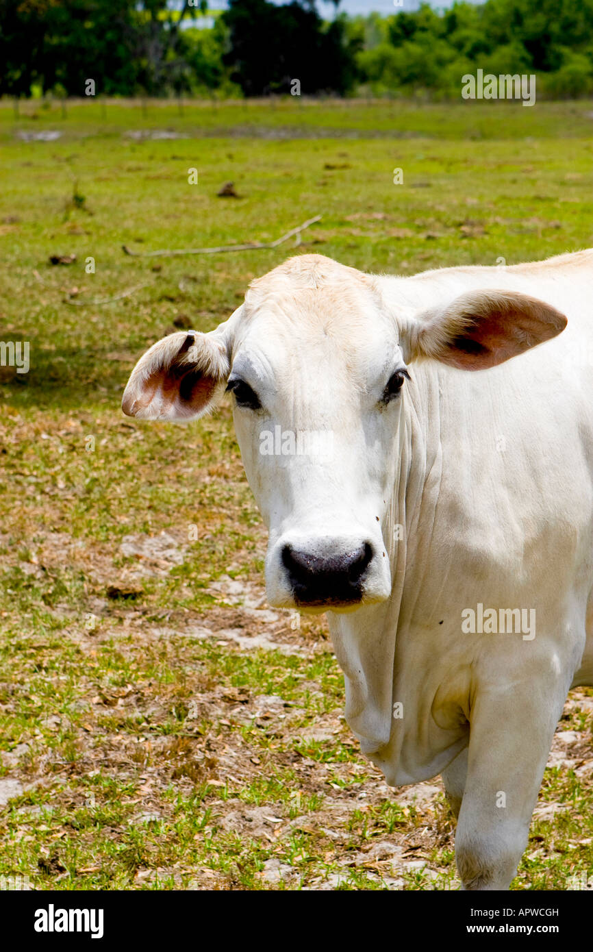 White Cow in Field Stock Photo - Alamy