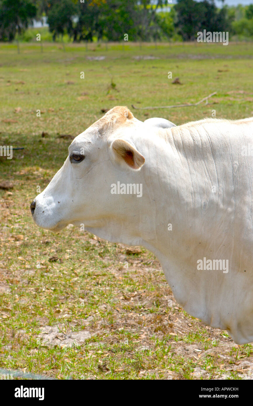 White Cow in Field Stock Photo - Alamy