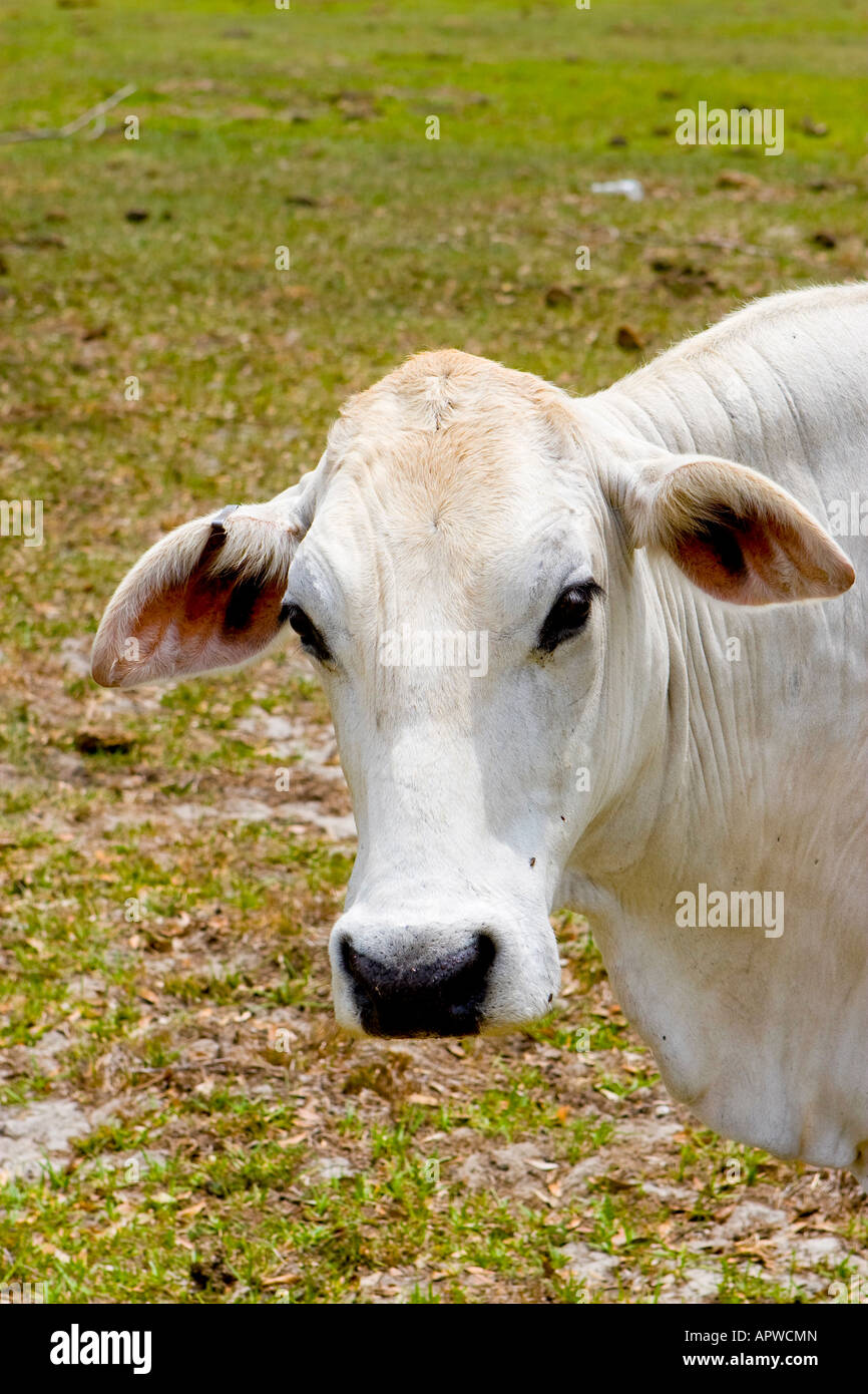 White Cow in Field Stock Photo - Alamy