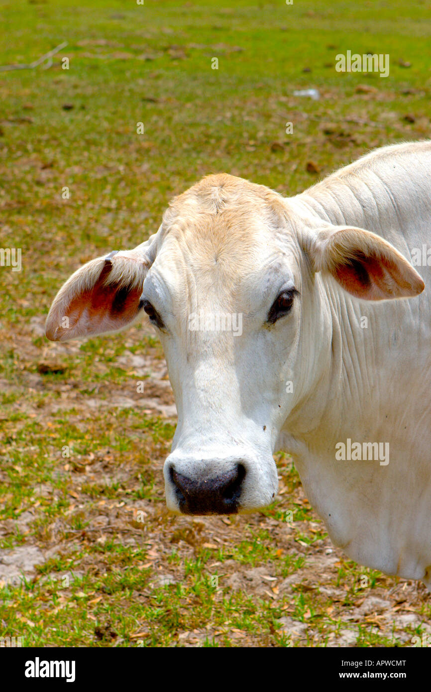 White Cow in Field Stock Photo - Alamy