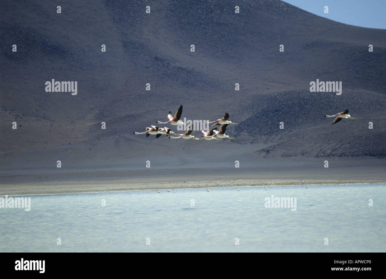 Flamingos flying over the shallow water of the Laguna Colorada in ...