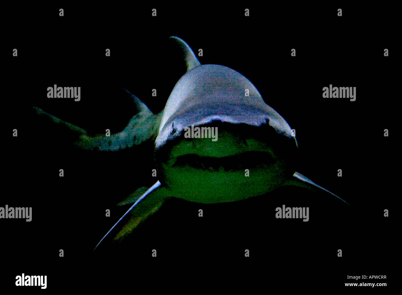 Tiger sharks hunting hi-res stock photography and images - Alamy