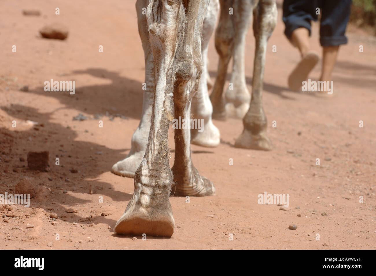 Camel feet hi-res stock photography and images - Alamy