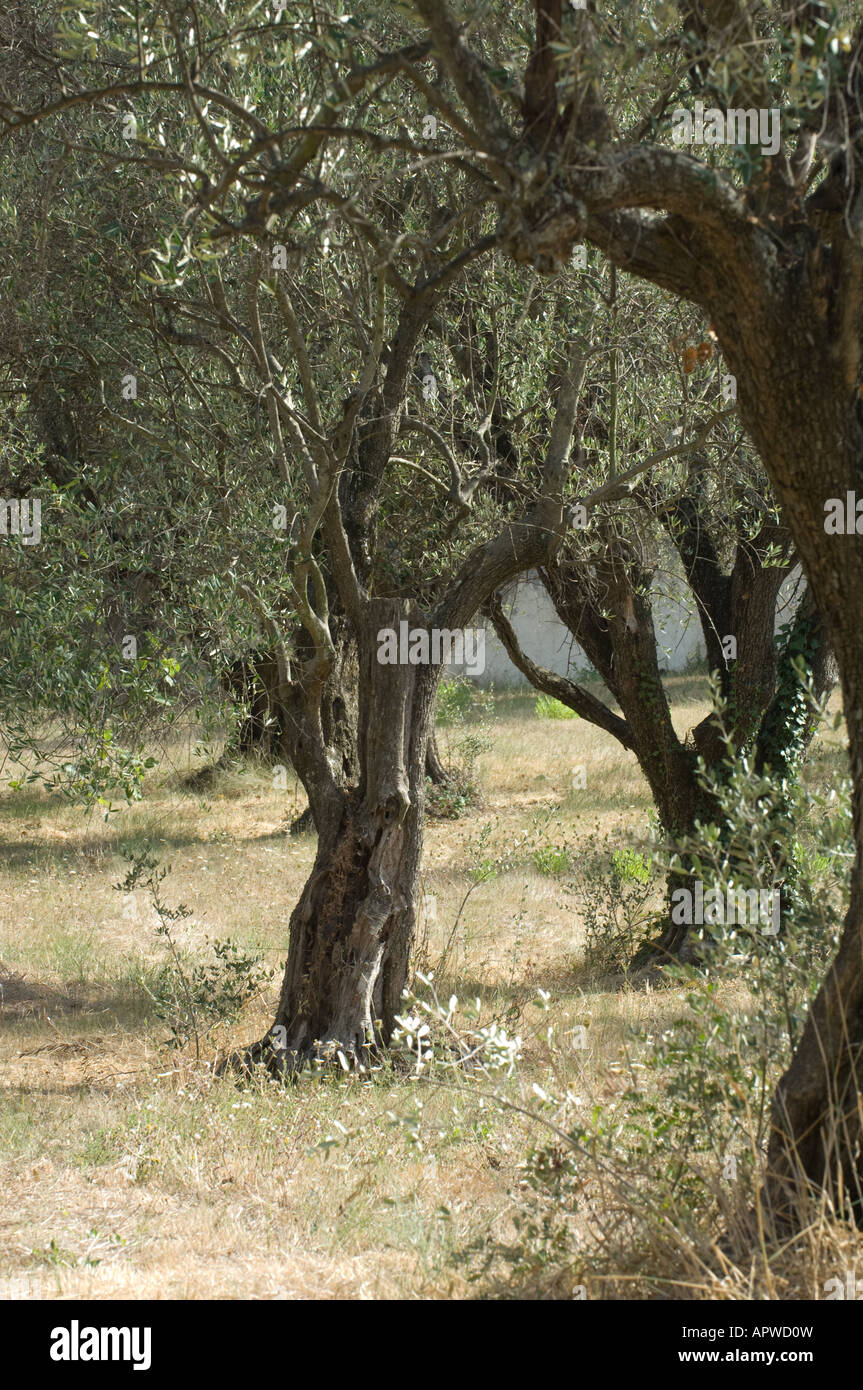 olive tree in france Stock Photo - Alamy