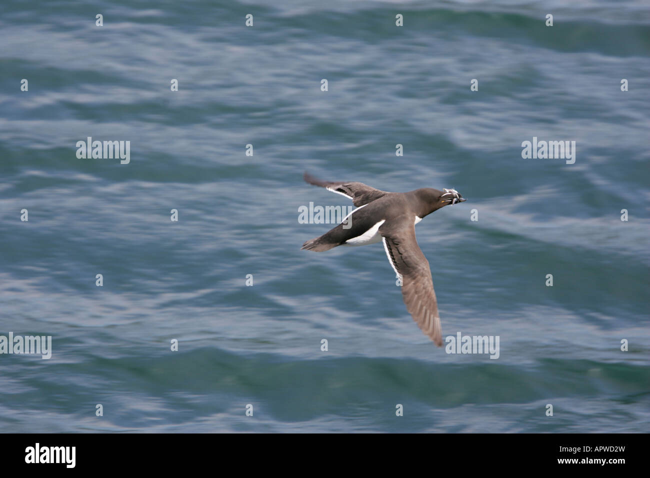 Razoebill hi-res stock photography and images - Alamy