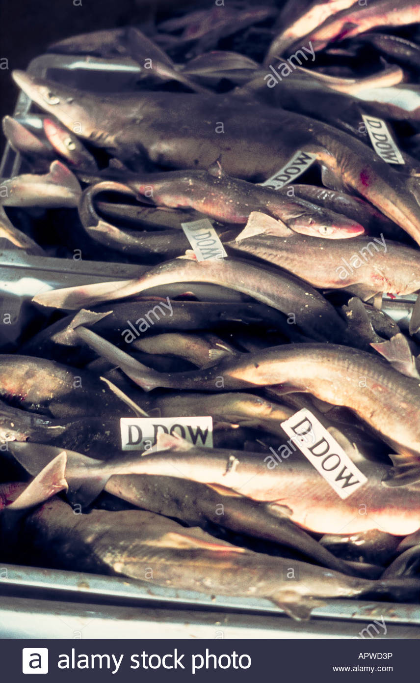 Spiny Dogfish Stock Photos & Spiny Dogfish Stock Images - Alamy