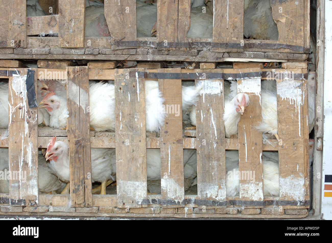 chicken in box Stock Photo - Alamy