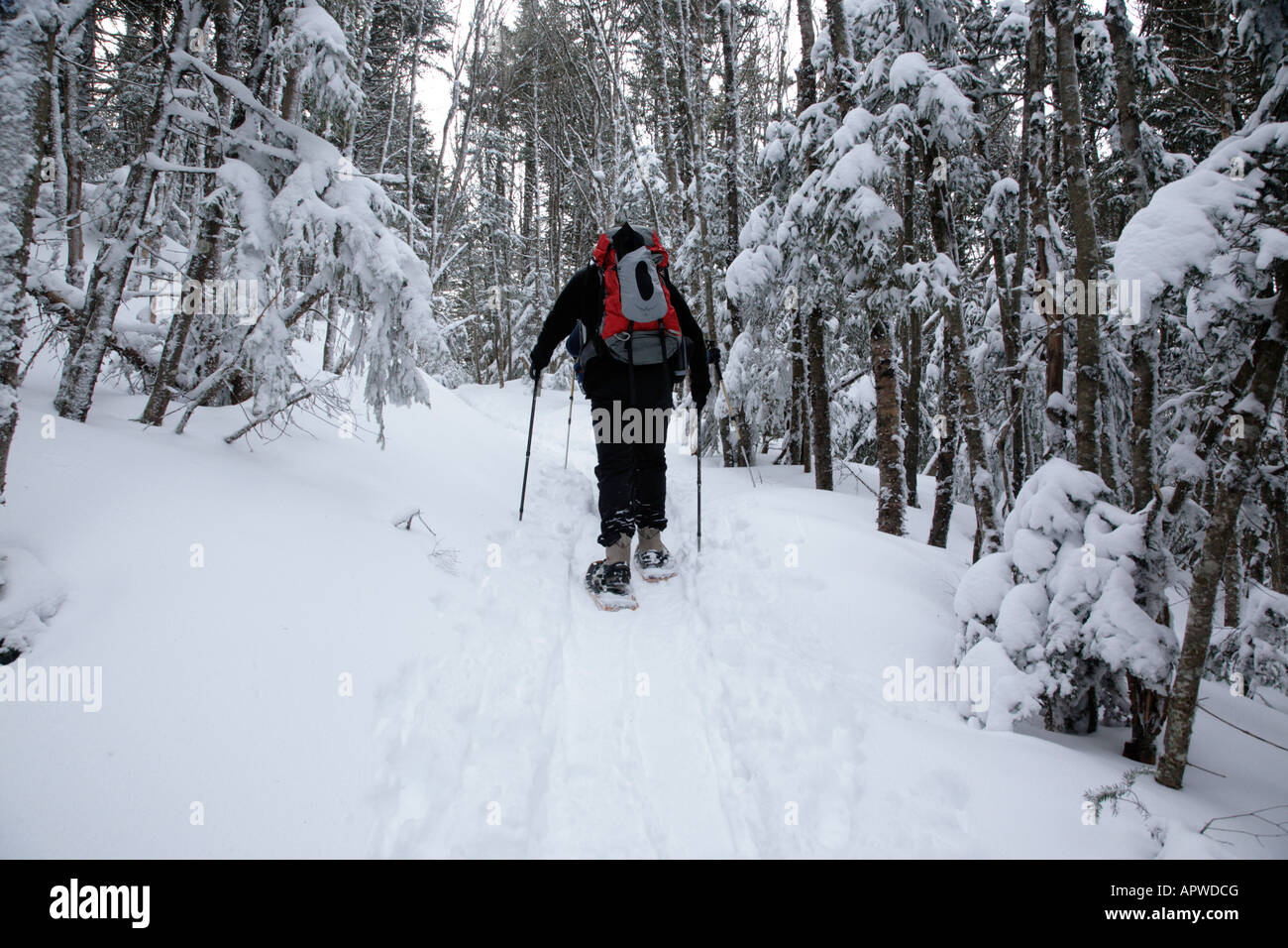 Hiking on Garfield Trail during the winter months Located in the White ...