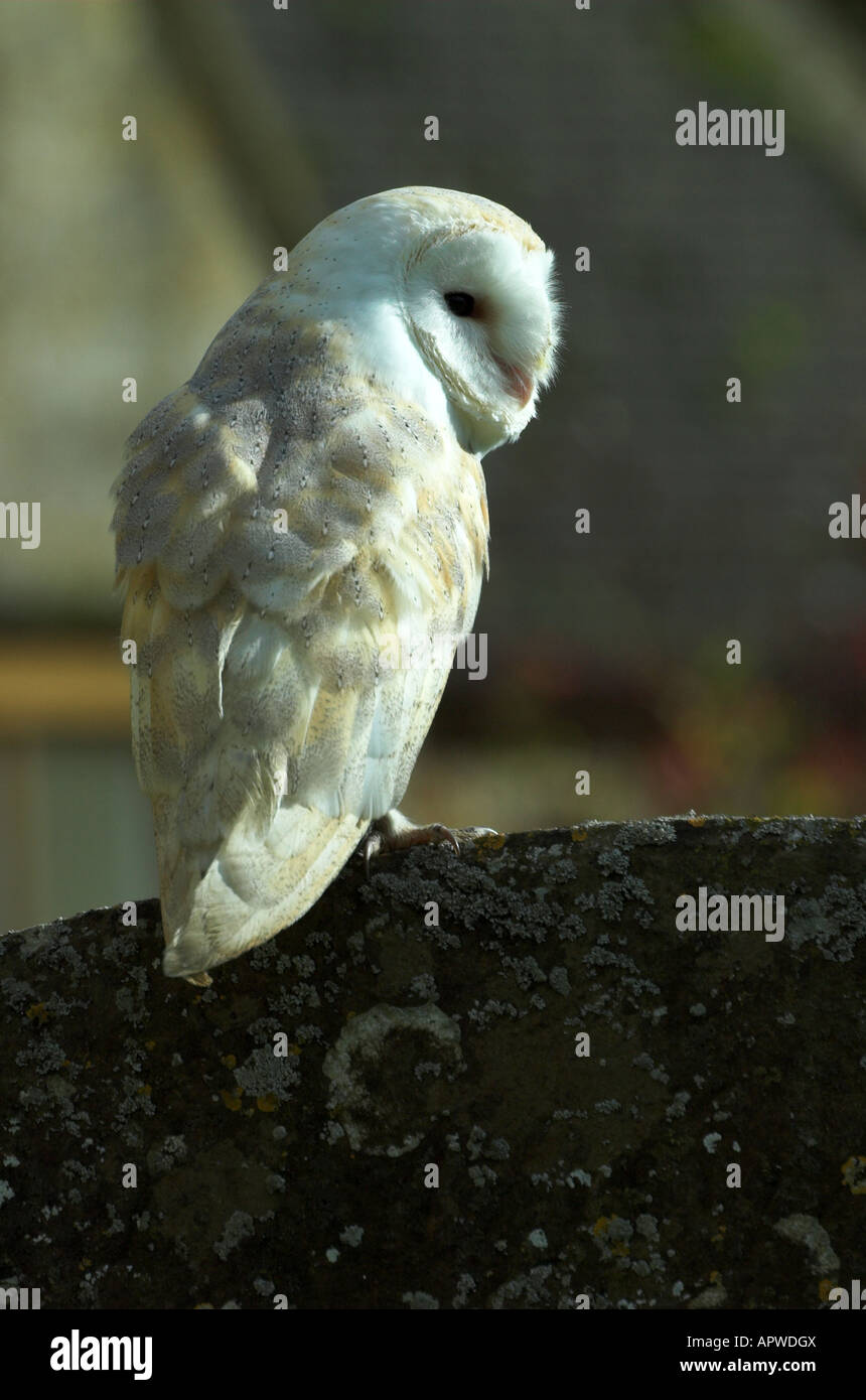 Barn owl facial disk hi-res stock photography and images - Alamy