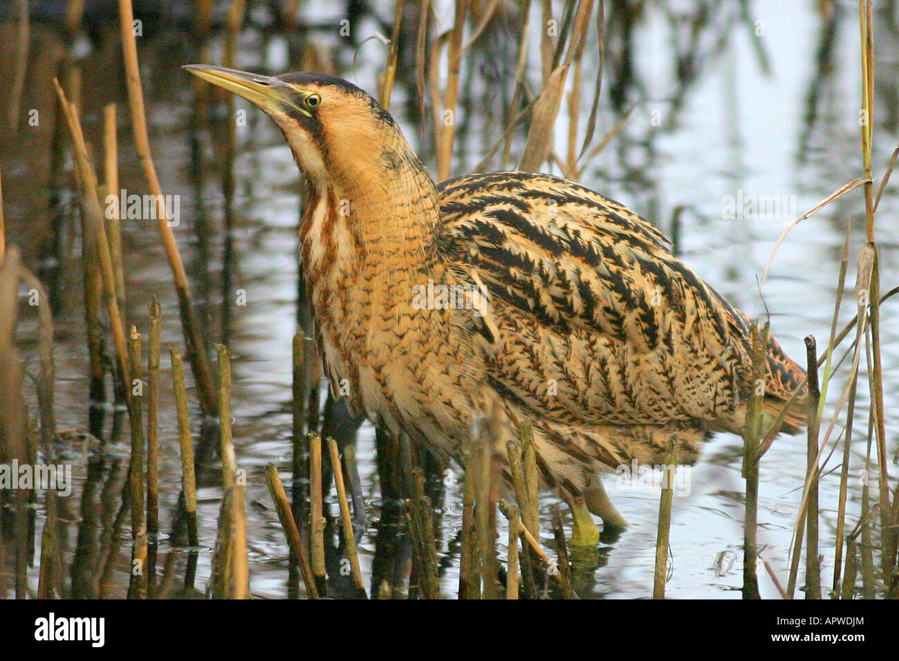Bittern botaurus stellaris standing in hi-res stock photography and ...