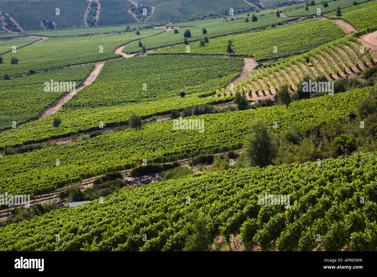 Montes vineyards Colchagua Valley Chile Stock Photo - Alamy