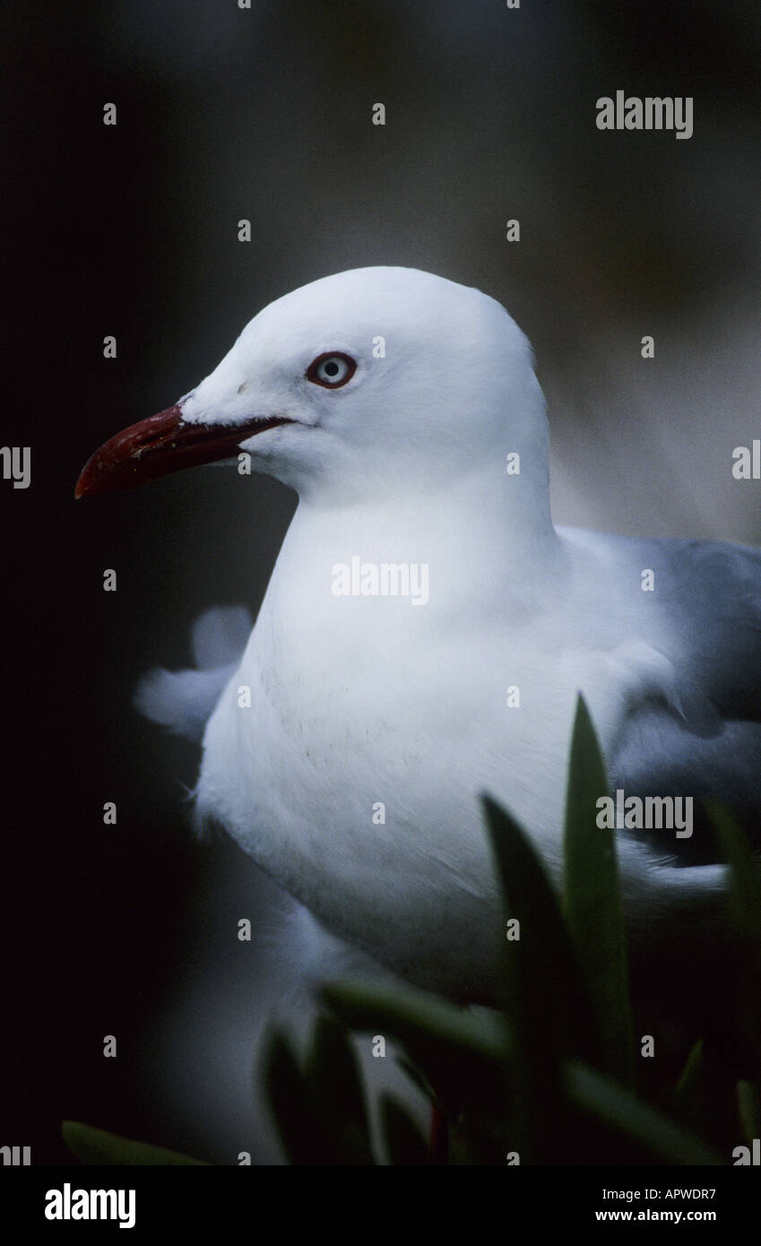 A red-billed gull on the New Zealand coast Stock Photo - Alamy