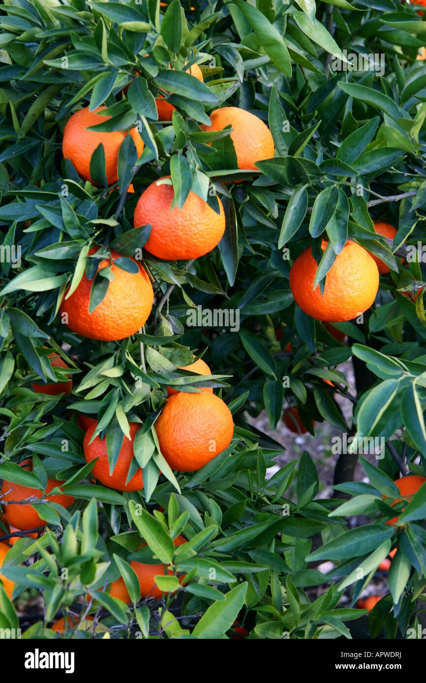 Ripe Oranges ready for picking Stock Photo - Alamy