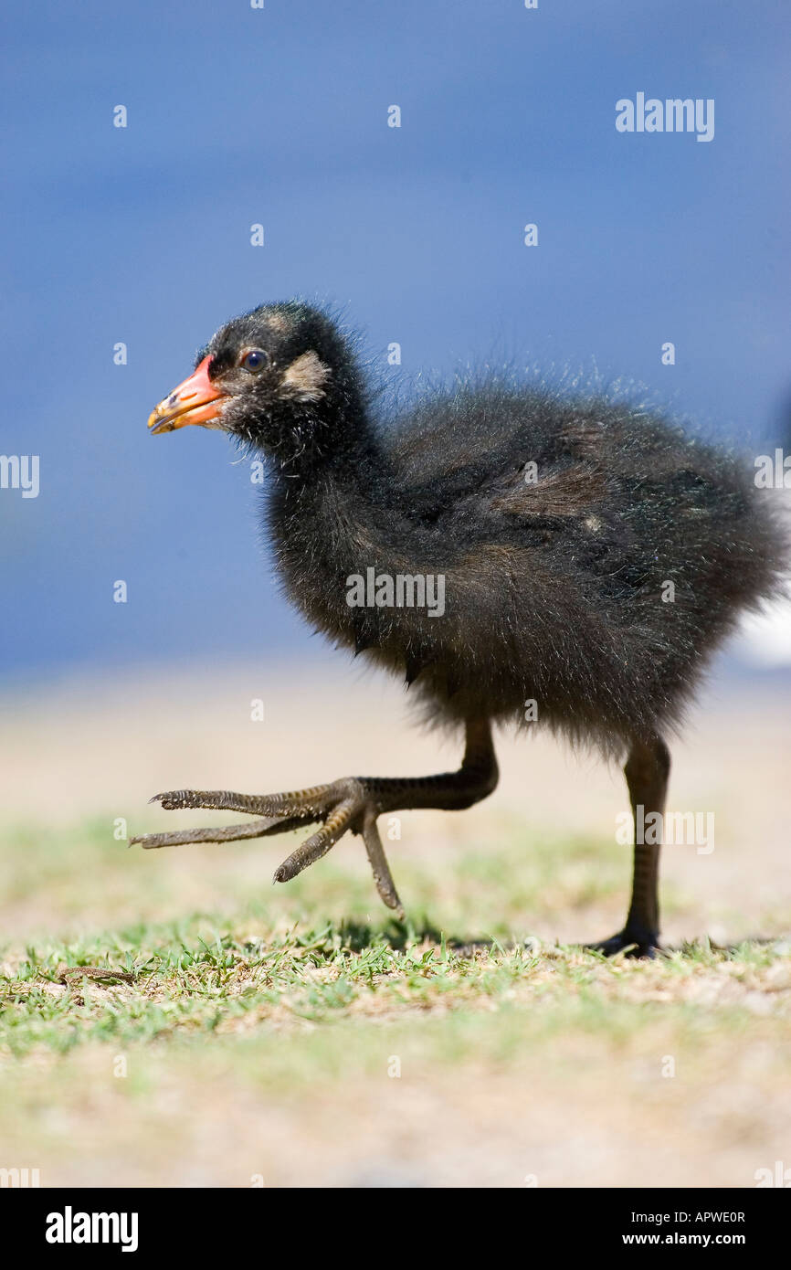 American coot feet hi-res stock photography and images - Alamy