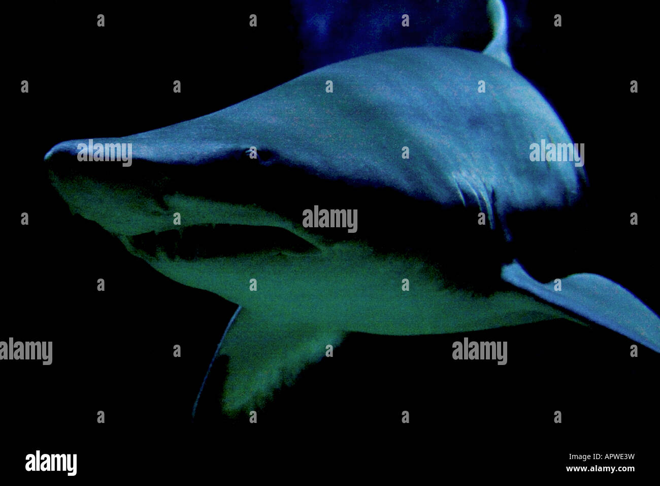 Tiger sharks hunting hi-res stock photography and images - Alamy