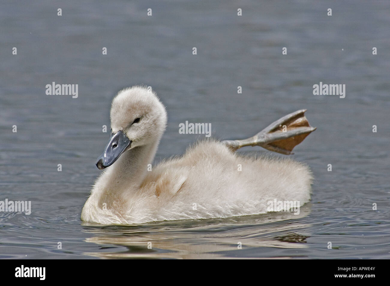 Cygnet in the air hi-res stock photography and images - Alamy