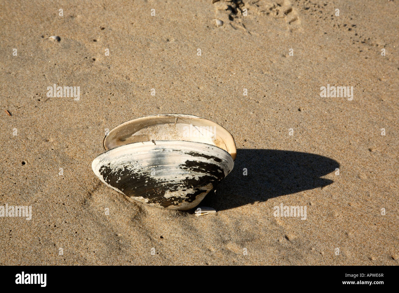 shell fragile sea side Stock Photo - Alamy
