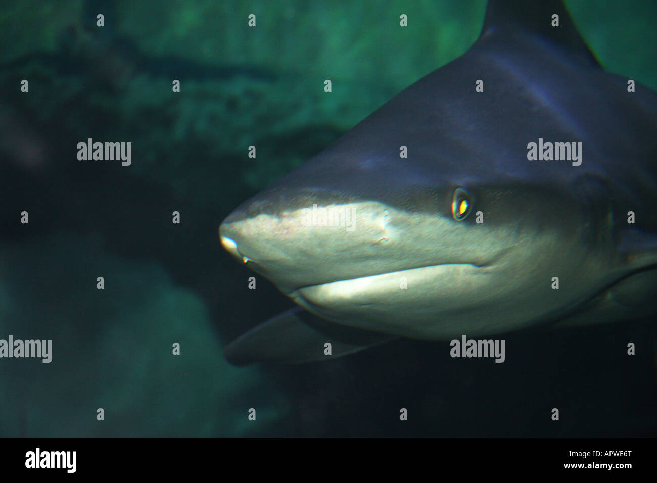 Sandbar shark hi-res stock photography and images - Alamy