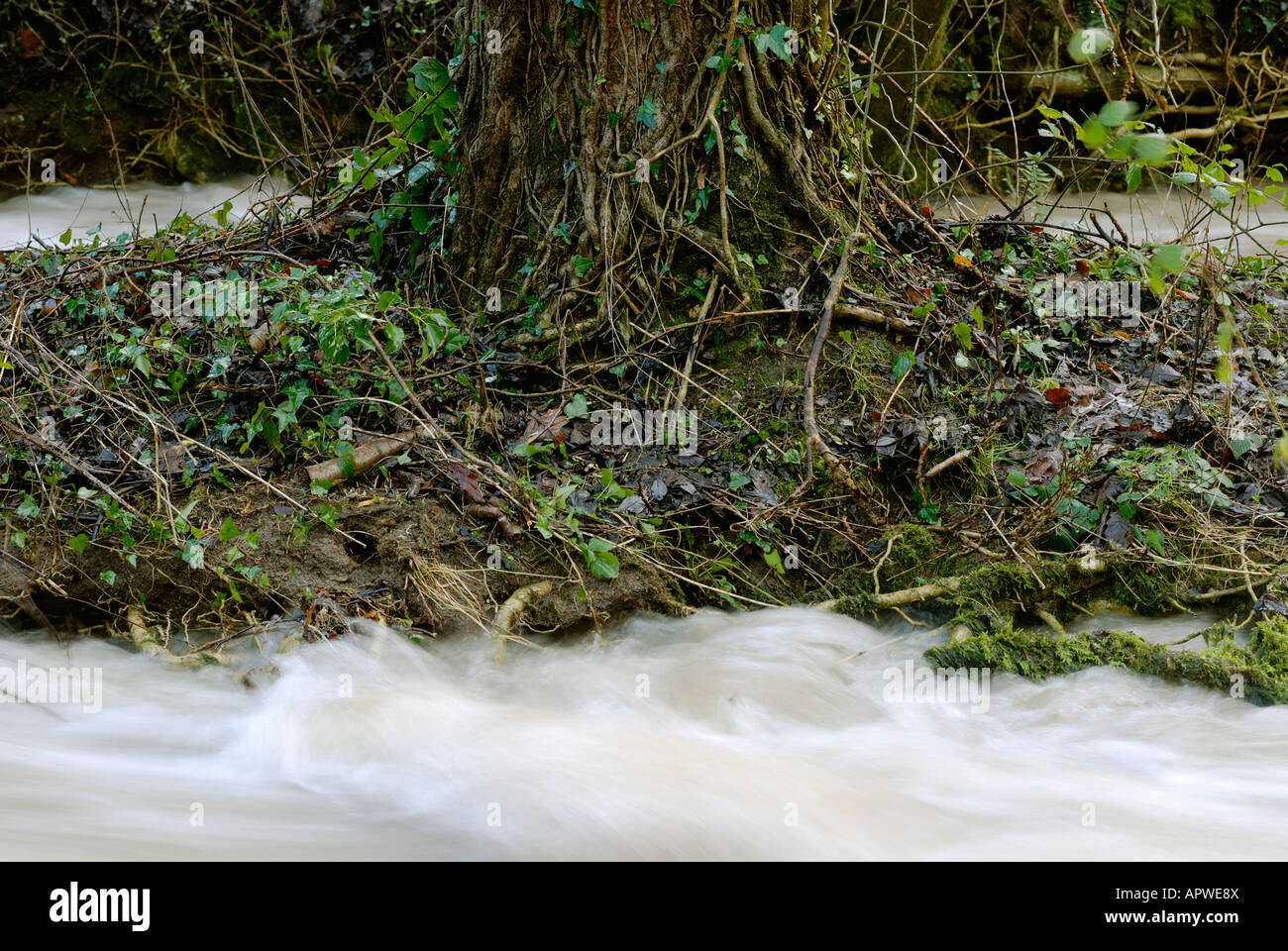 Tree Roots Exposed River Erosion Stock Photos & Tree Roots Exposed ...