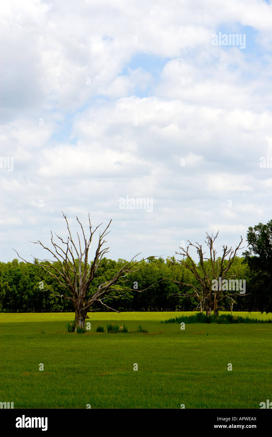 Dead Tree in a Field Stock Photo - Alamy